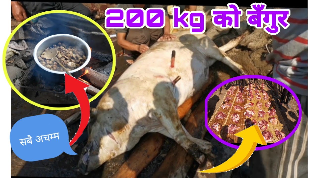 Nepali Village life/ 200 kg pork Cutting and cooking/pig cutting/ pork ...