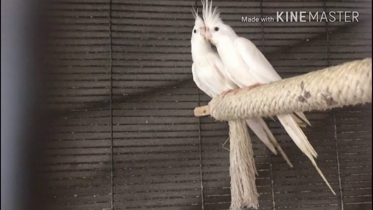 Eno cockatiels main male female ki pehchan - YouTube