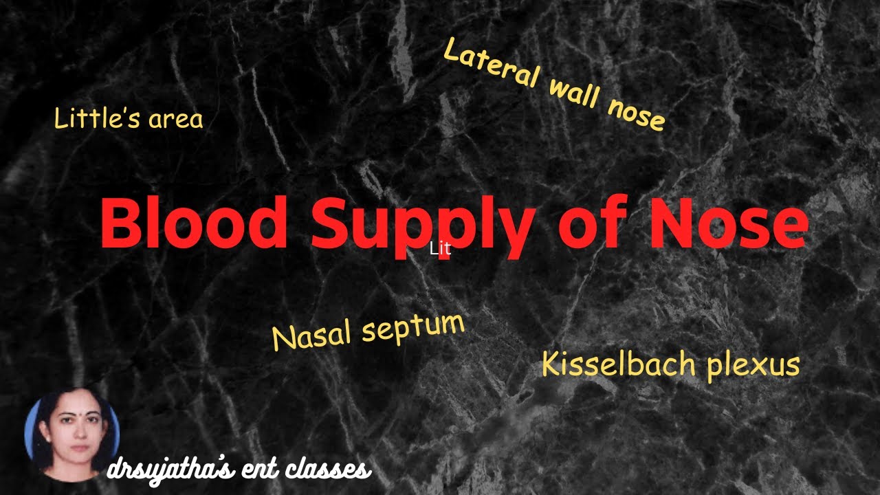 248.Blood Supply of Nose: blood supply of nasal septum: blood supply of ...