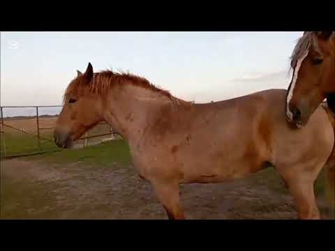 Natural Horse Mating Process | Horse Breeding Explained | Educational Animal Video