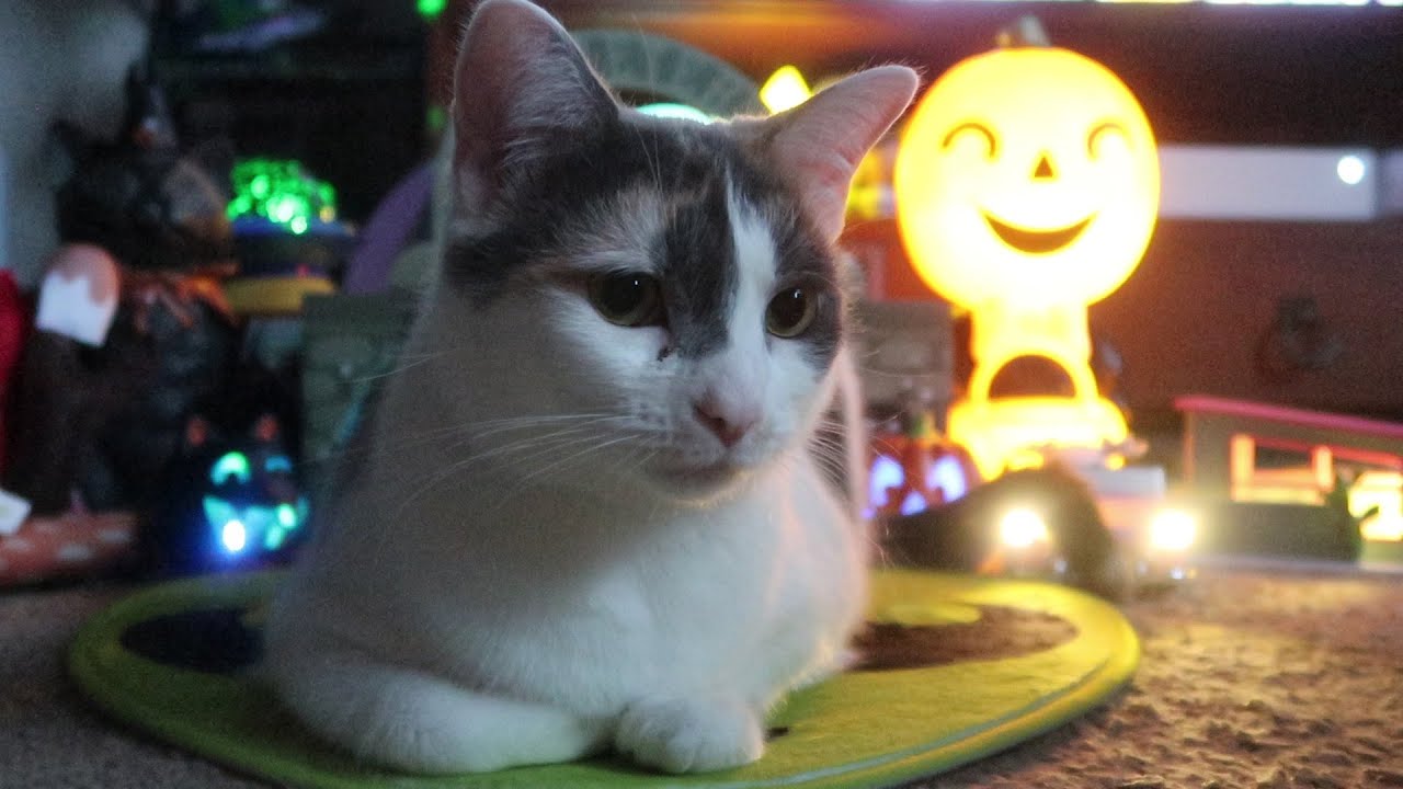 Toffee's meow went creepy for a second - YouTube