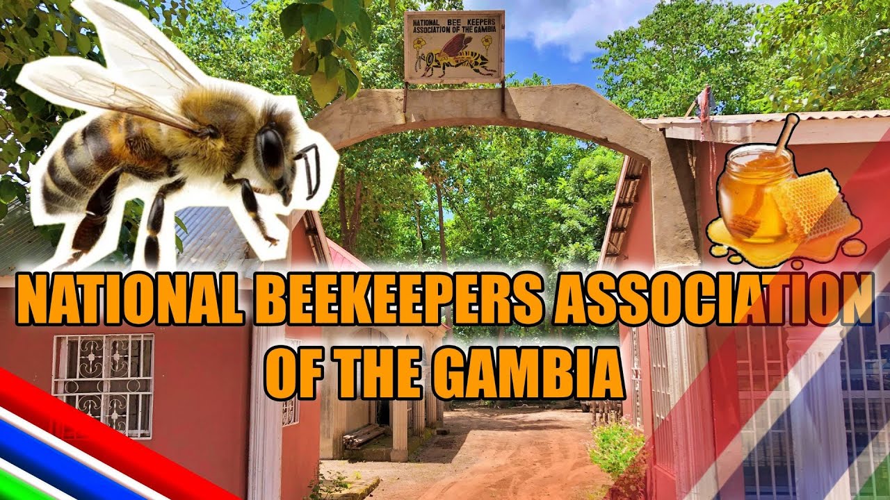 Meet The National Beekeeping Association Of The Gambia - YouTube