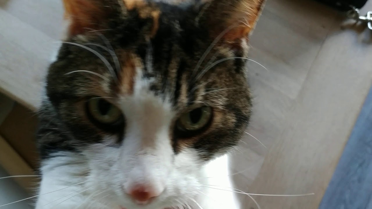 cat taps - YouTube