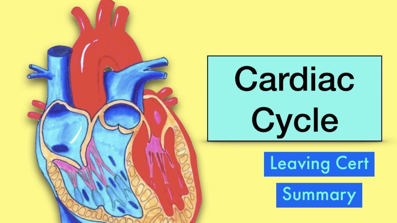 Cardiac cycle-Circulatory System 4-Leaving Cert Biology Cardiac Cycle ...