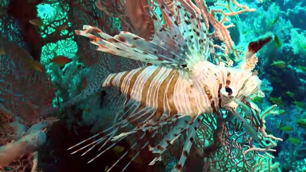 Rotes Meer Südtour - YouTube