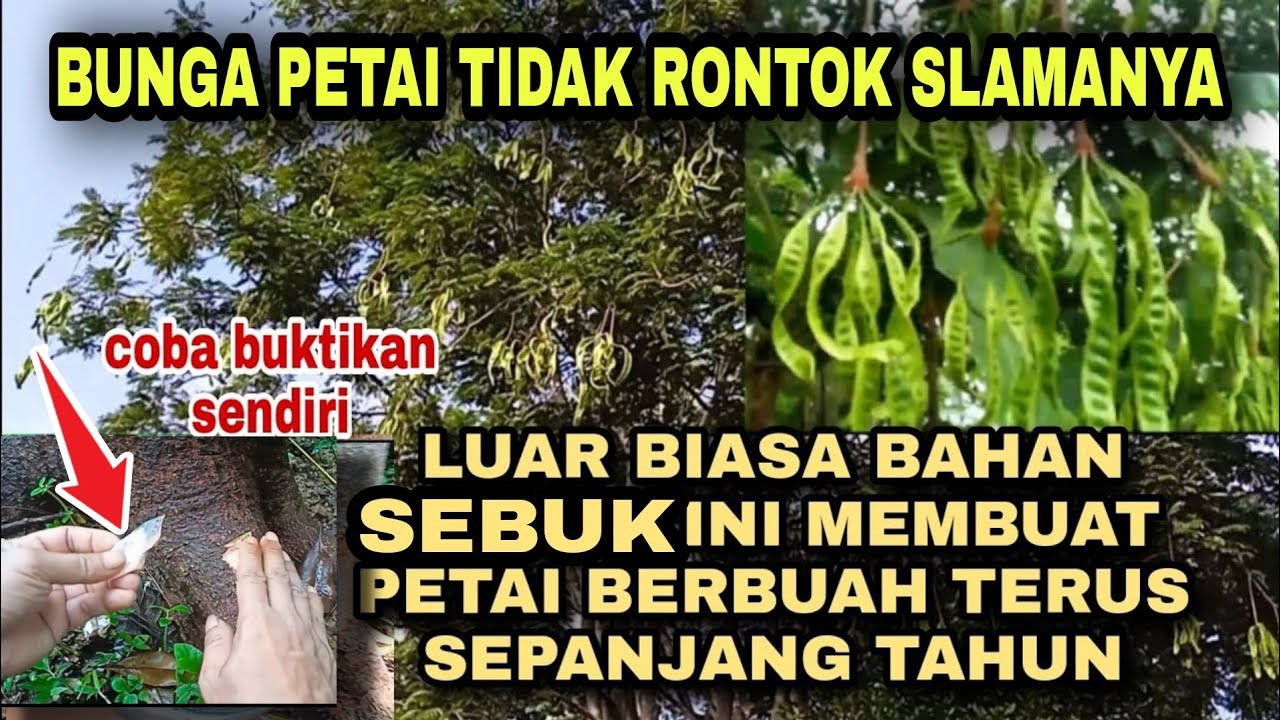 Bingung bunga petai slalu rontok || taburkan saja serbuk ini Dijamin ...