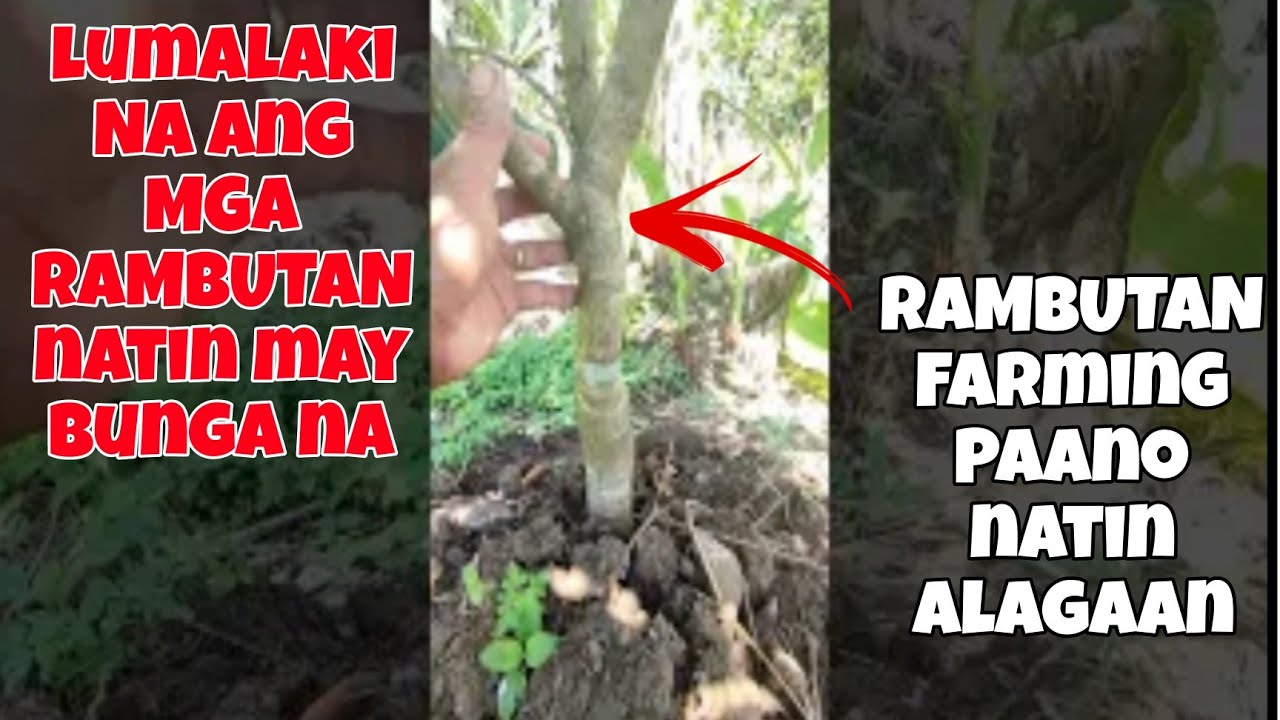 LUMALAKI NA ANG MGA RAMBUTAN NATIN. RAMBUTAN FARMING.MAY BUNGA NA - YouTube
