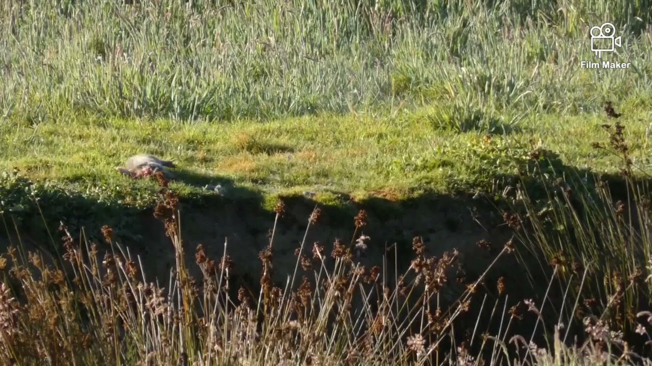 Rabbit Shooting Australia. Howa mini action 223rem. - YouTube