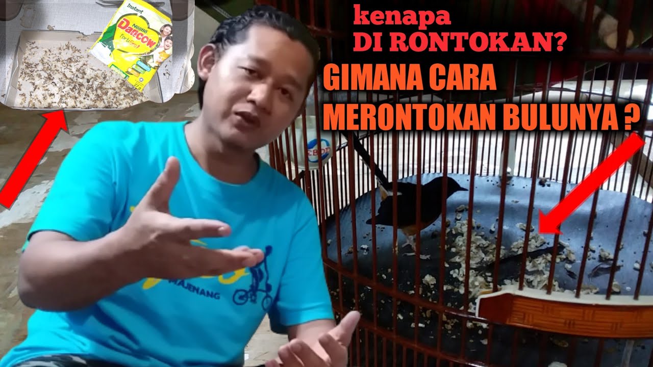 Cara Cepat Merontokan Bulu Murai Batu Mabung Youtube