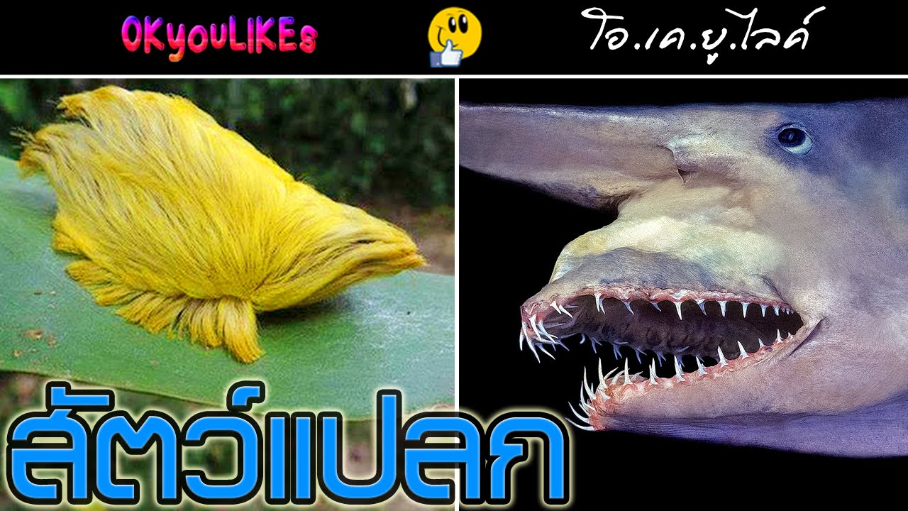 รวมสารพัด สัตว์สายพันธุ์ สุดแปลก หาดูยาก จากทั่วโลก | OKyouLIKEs - YouTube