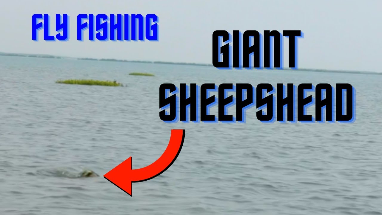 Fly Fishing Tailing Sheepshead - YouTube