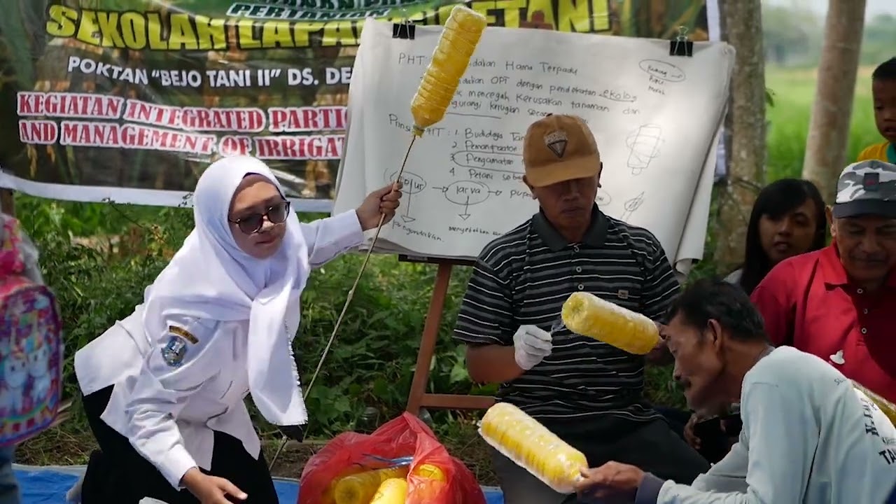 Optimalisasi Pengendalian Penggerek Batang Padi menggunakan Perangkap ...