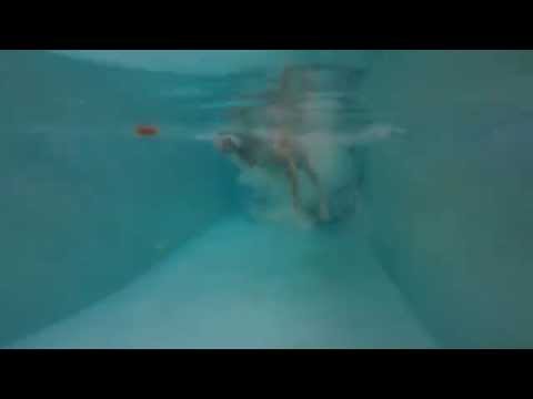 Rex in the Pool: Underwater Style