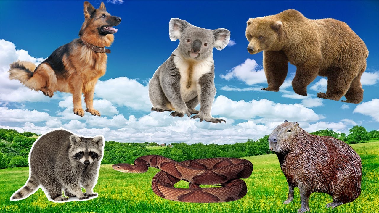 Animal sounds in nature: capybara, koala, bear, snake,... | cute animal ...