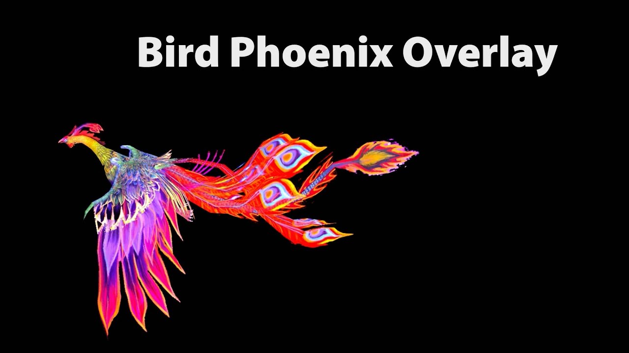 Bird Phoenix Overlay - YouTube