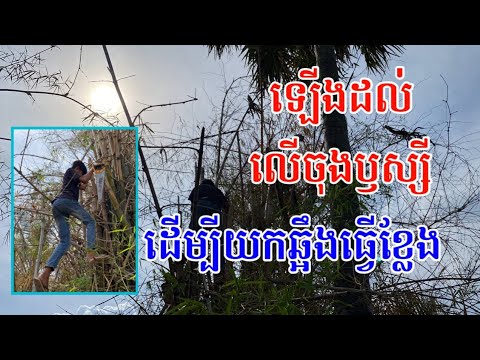 សកម្មភាពកាប់ឫស្សី ដើម្បីធ្វើខ្លែងឯក (ឡើងកាប់ដល់ចុង) Bro Vin KH - YouTube