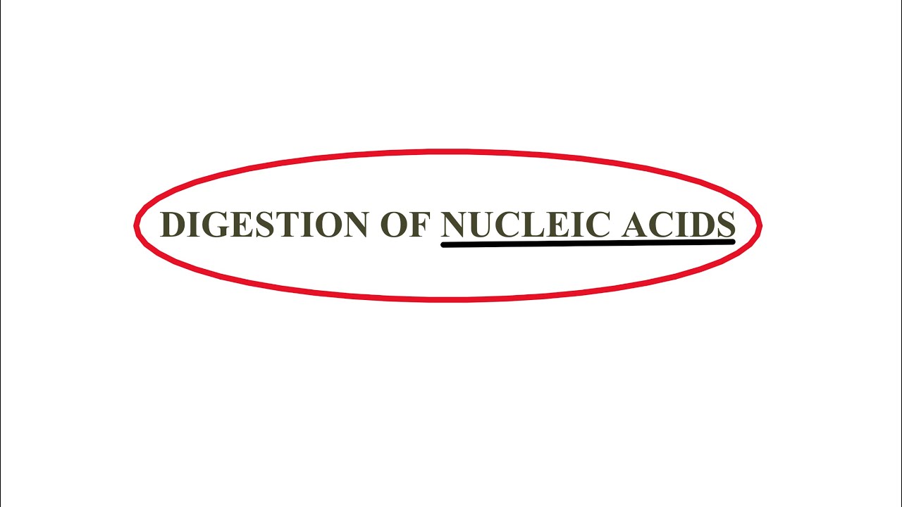 29. SEM III / DIGESTION OF NUCLEIC ACIDS - YouTube