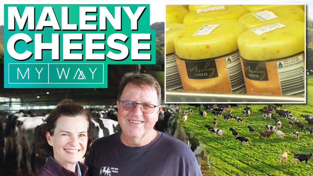 Secret to making award-winning Maleny Cheese | My Way - YouTube