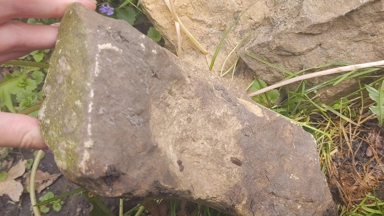 What Lives Under Rocks? - YouTube