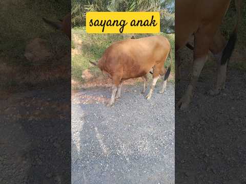anaknya dijilatin dibersihkan sama induknya#sapibali #peternaksapi