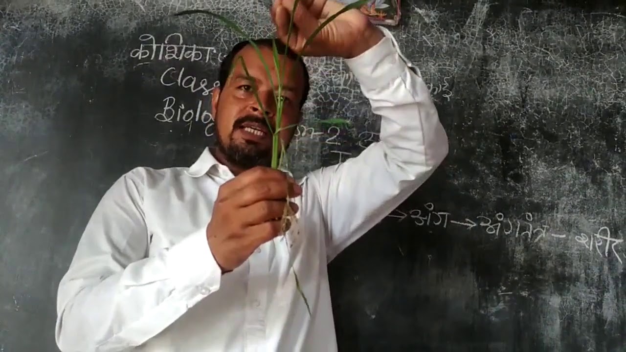 Tissue Class 9th YouTube tissue-class-9th-youtube