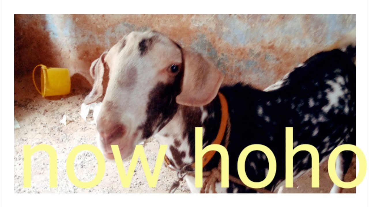 #nice#love #pilass#like#me#now#hoho#🐩🐩🐩😂 - YouTube