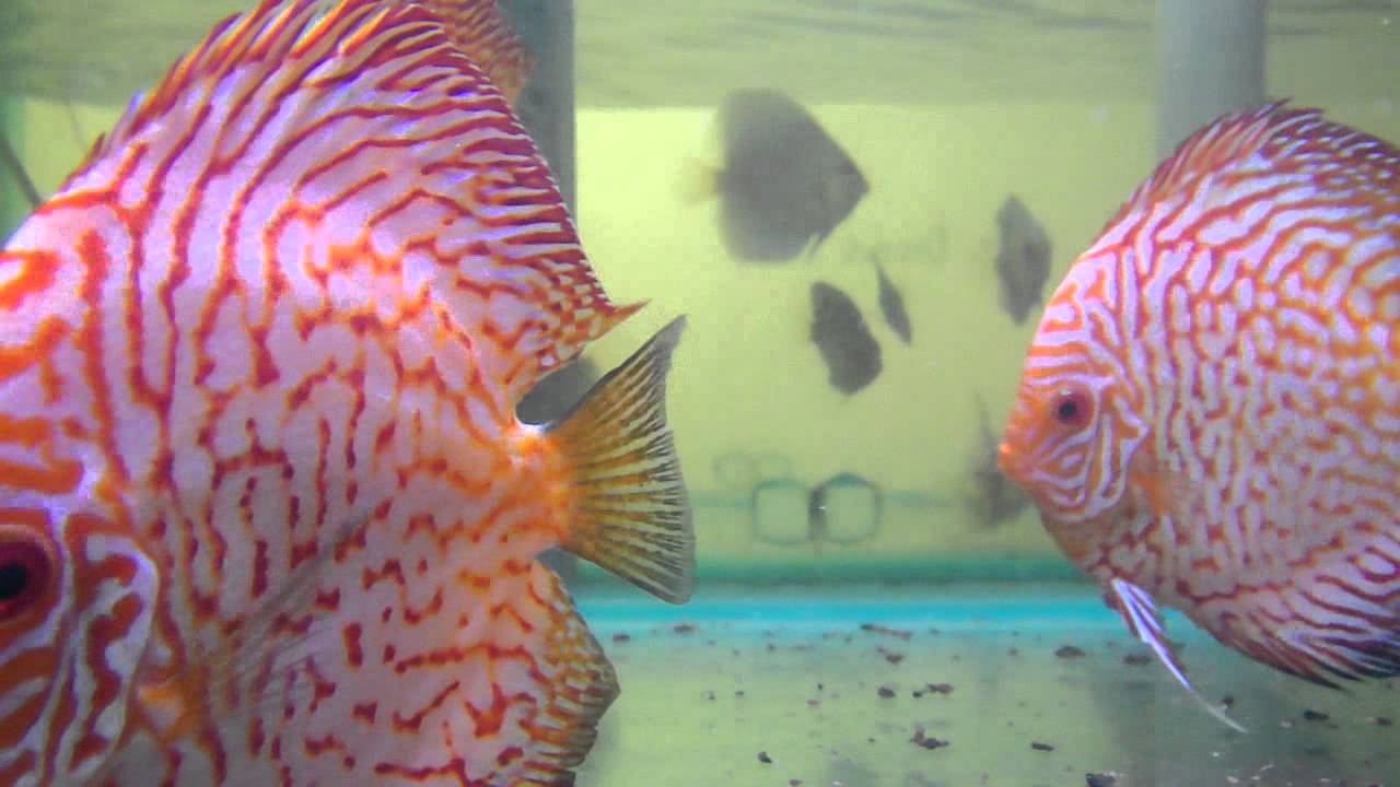 12cm Tiger Pigeon Discus - YouTube