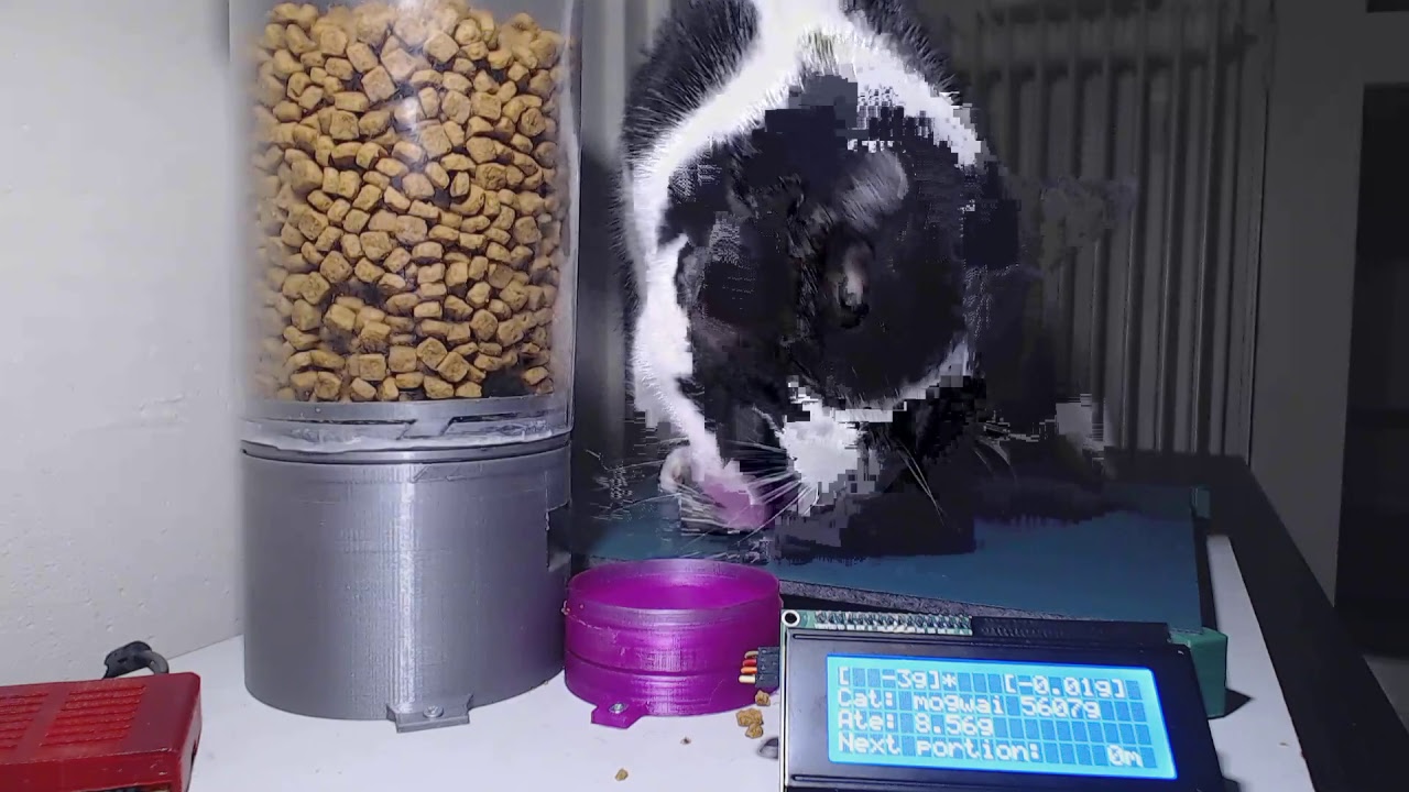 My cats eating (Live cat stream) - YouTube
