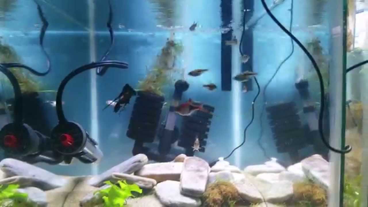 can your fish jump from one tank to another?!?! fishroom update 6.26.15 ...