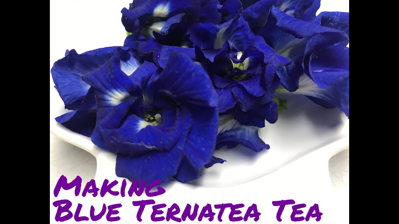 Making Butterfly Pea / Blue Ternatea / Clitoria Ternatea Tea | Roshiela ...