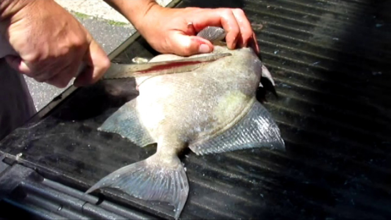 How to fillet a Triggerfish with a Serrated Knife - YouTube