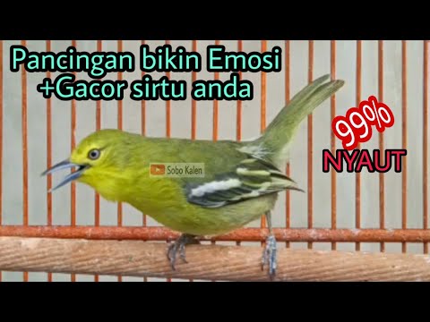 Pancingan Sirtu Cipoh TERAMPUH merangsang sirpu lain ikut emosi gacor