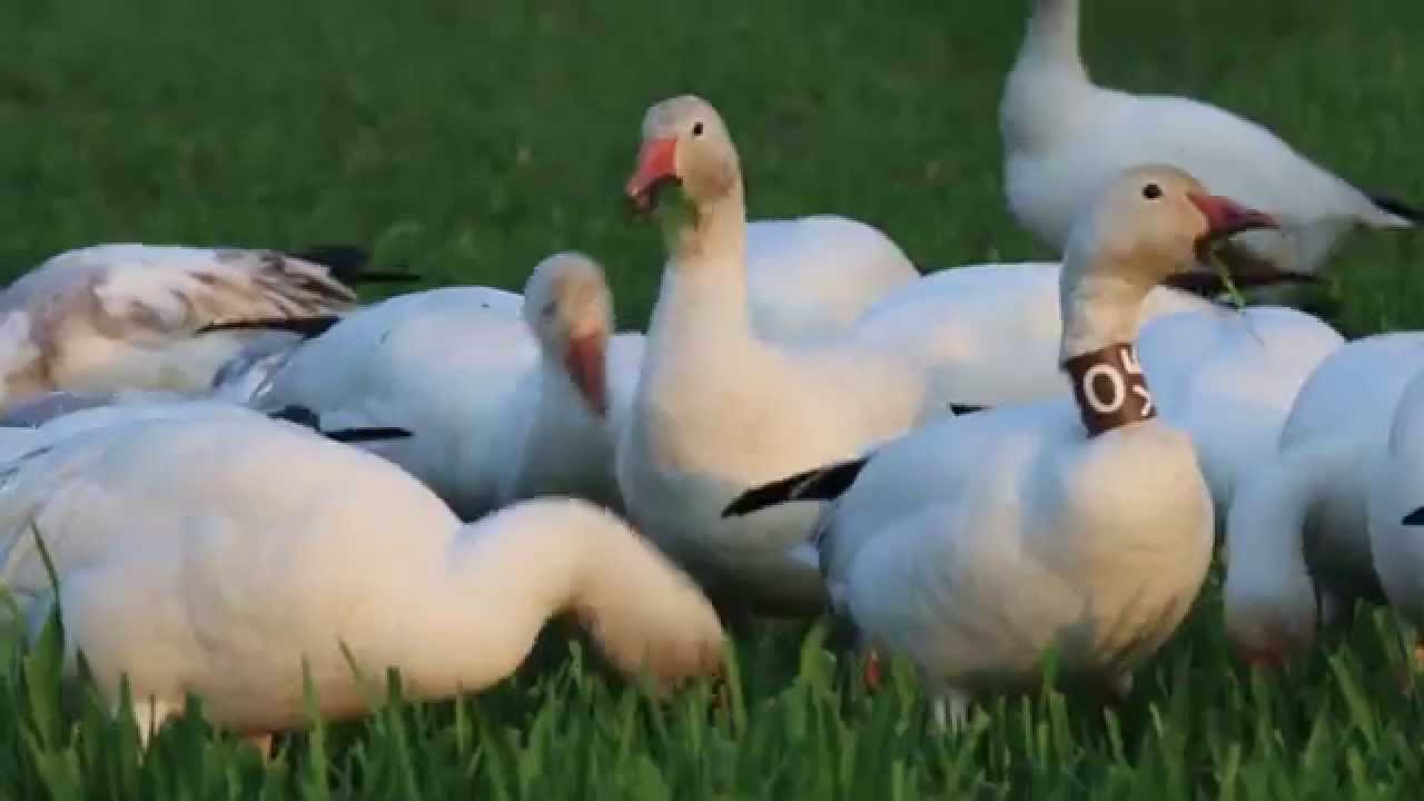 Skagit Valley Snow Geese feeding in field - YouTube