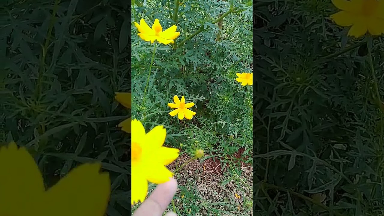 Bunga kenikir Kuning #shorts - YouTube