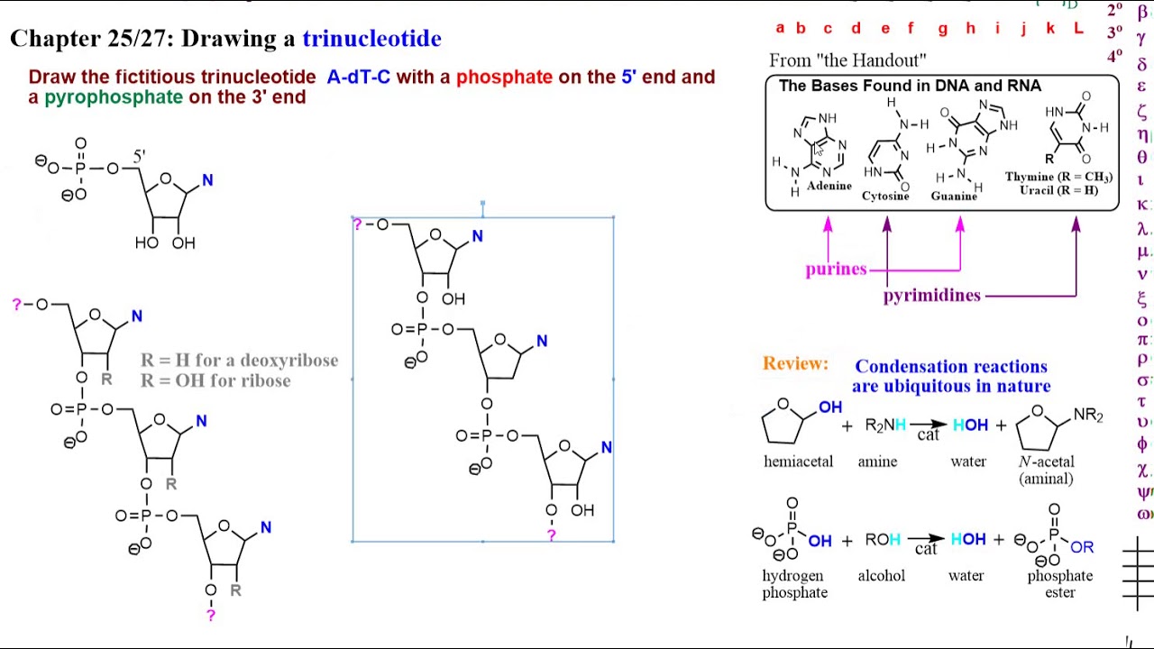 c242w20Ch25and27DrawingTrinucleotides - YouTube
