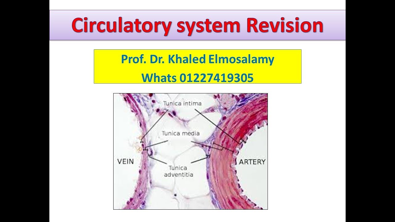 Circuratory sysem= revsion=histology of blood vessels - YouTube