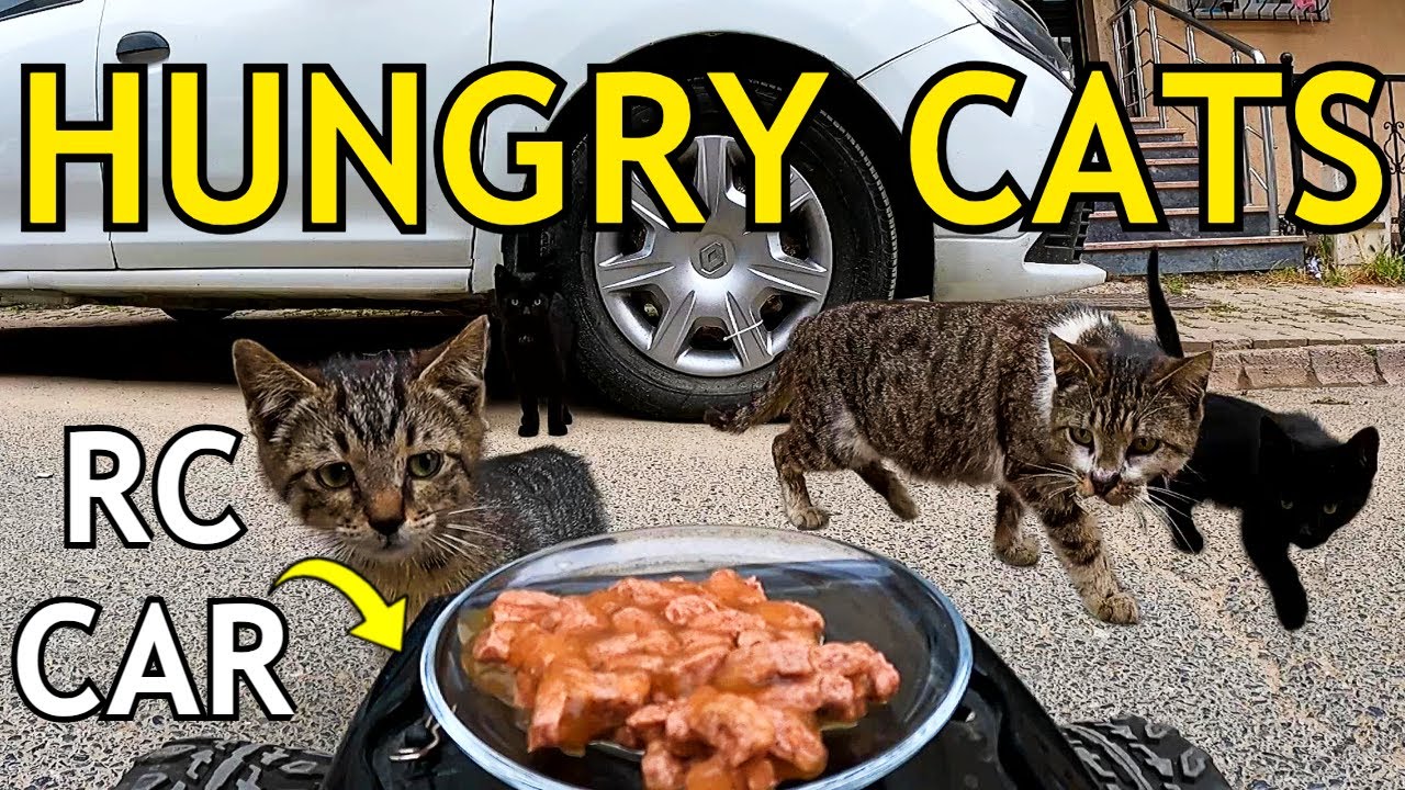 Street Cats feeding with RC Car - YouTube