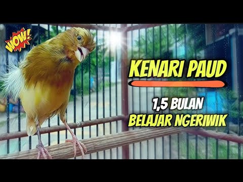 Kenari Paud Belajar Bunyi Ngeriwik Usia 1,5 Bulan || Cocok Untuk Pancingan Kenari Paud