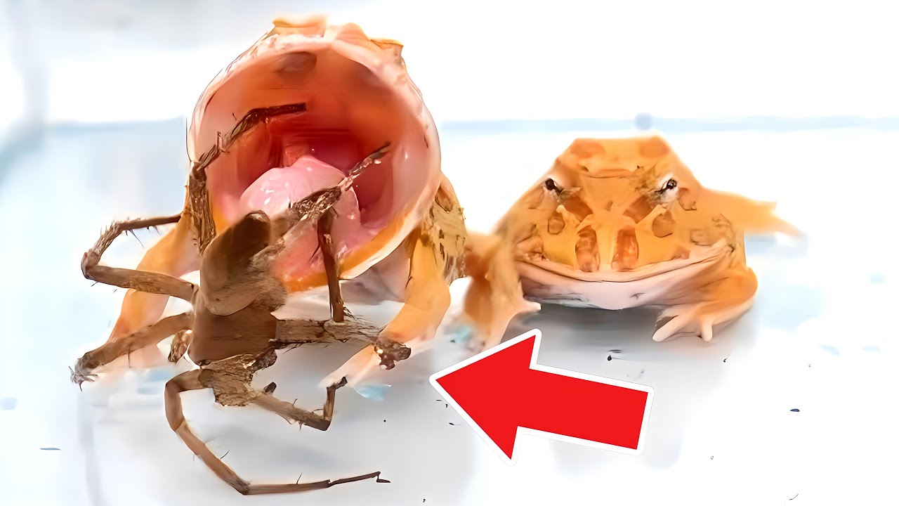 Pacman Frog VS Spiders - YouTube