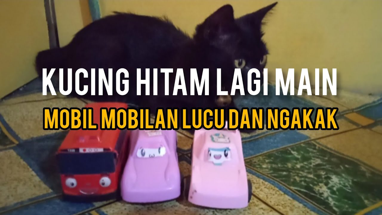 Hewan lucu // kucing hitam lagi asik main mobil mobilan lucu dan ngakak ...