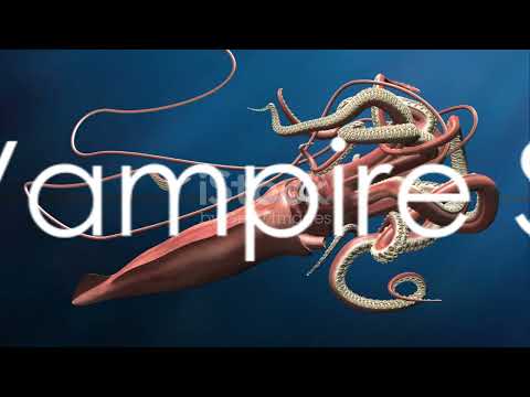 7 Mysterious Sea Creatures Caught on google earth