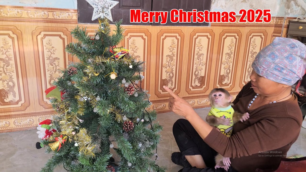 Monkey David decorates the Christmas tree with Grandma - YouTube