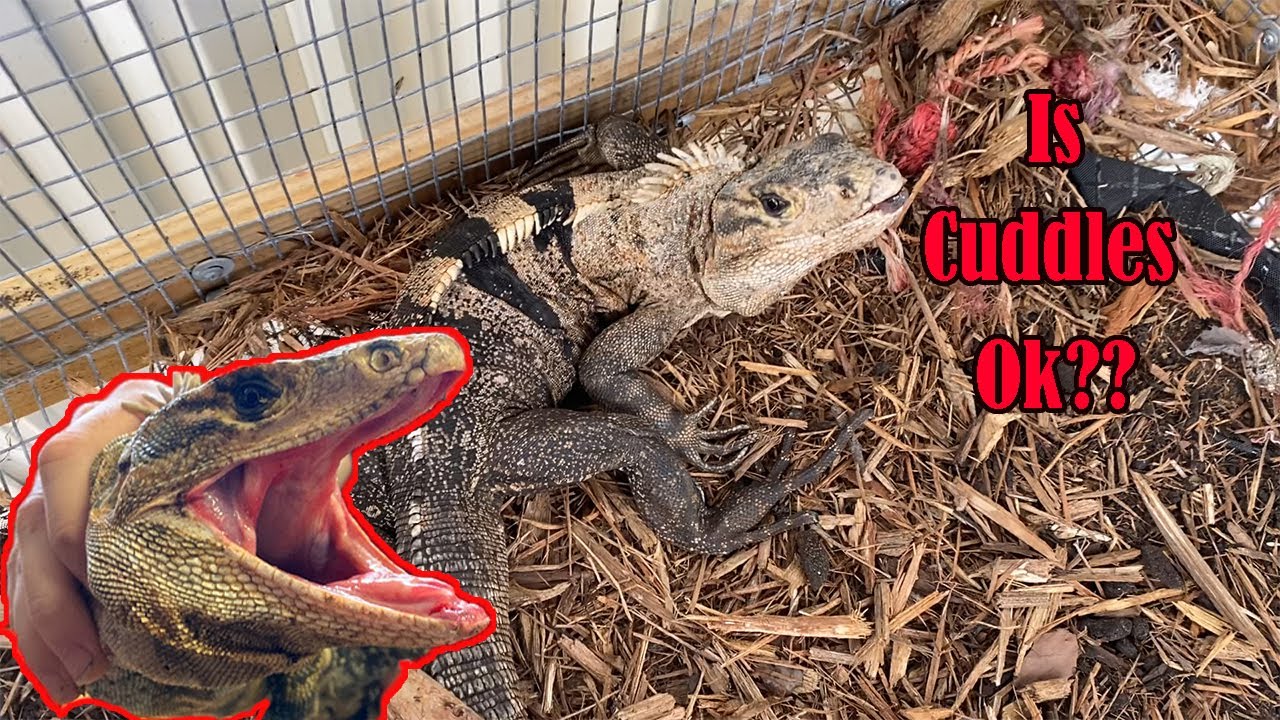 Update On Cuddles and Hand Feeding Monitor Lizards - YouTube