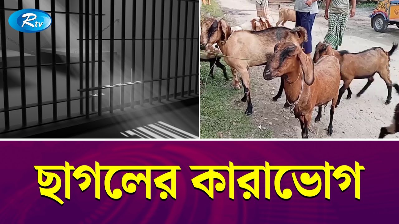 এক বছর পর কারাগার থেকে মুক্তি পেলো ৯ ছাগল | Goat Jail | Barishal | Goat ...