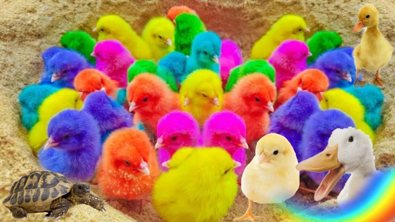 Catch millions of cute chickens, colorful chickens, rainbow chickens ...