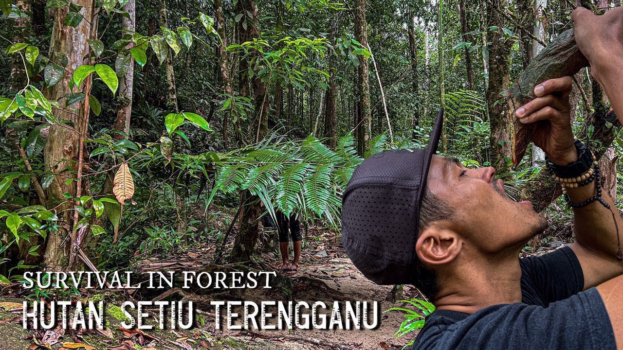 SURVIVAL.. !! ! Ikhtiar Hidup jikalau Tersesat Di Dalam Hutan Tebal ! !! - YouTube