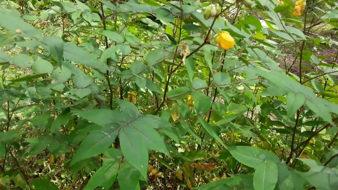 Cassia occidentalis / peni.thora - YouTube