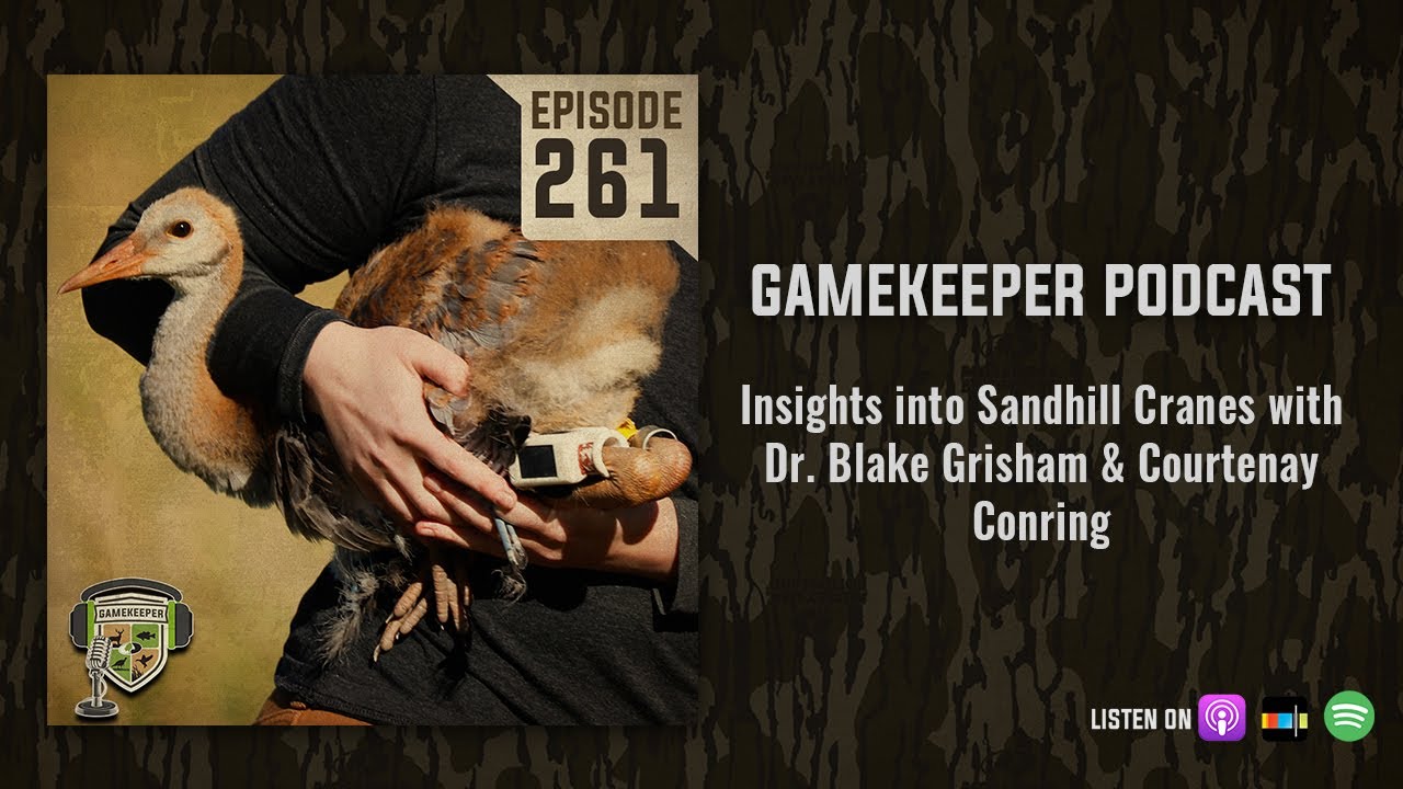EP:261 | Insights into Sandhill Cranes with Dr. Blake Grisham ...