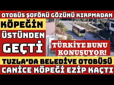 Bu nasıl canilik? Korna çaldığı köpek yoldan çekilmeyince gözünü kırpmadan ezdi! TUZLA OTOBÜS BELEDİ