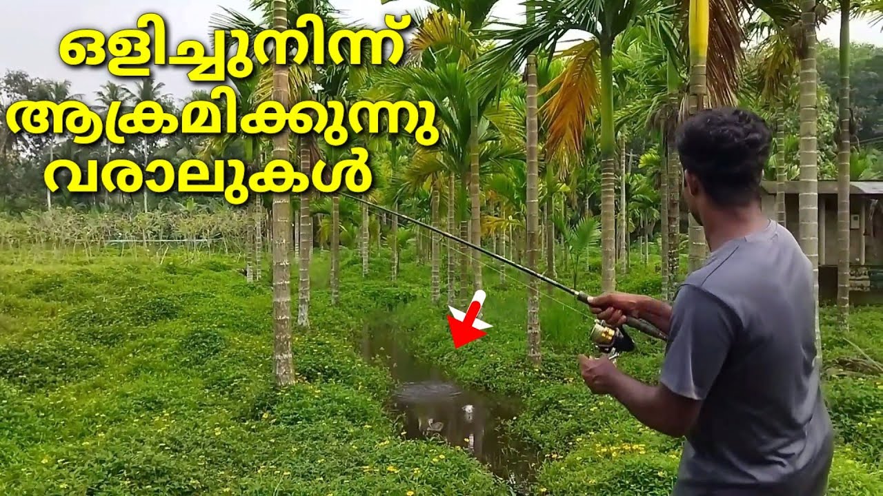 Catching nadan varal fishing/kerala fishing/snakehead fishing - YouTube